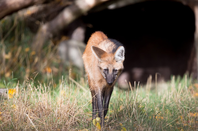 Welcome Joy and Scarlet, new maned wolves