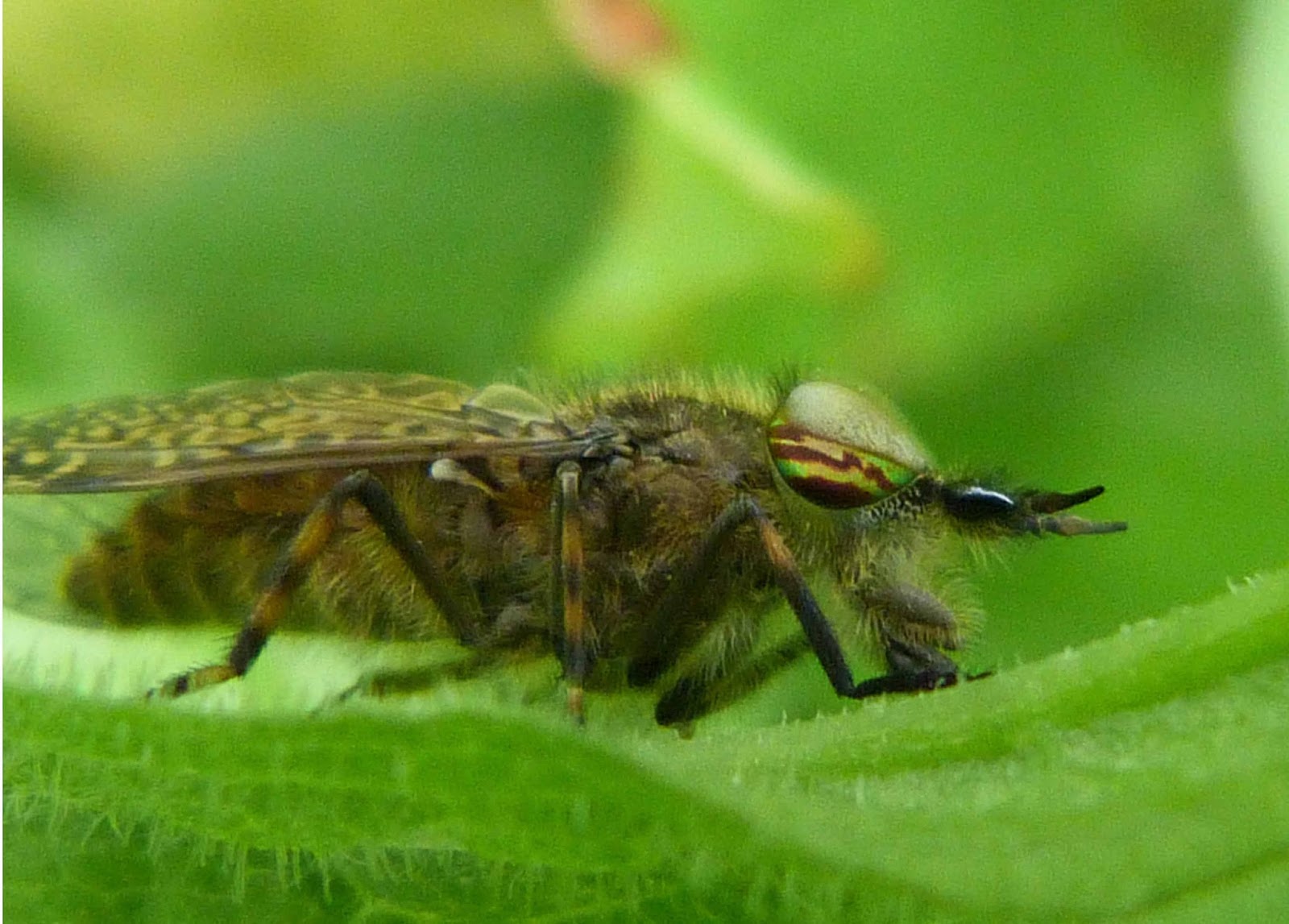 Insects of Scotland: Mosquitoes/Midges/Horseflies