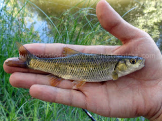 ¿Que cachos pescamos en España? - Todos los peces, todas las técnicas.