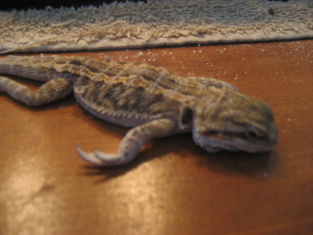 Radioactive Reptiles: Help Impaction?!?!?!?