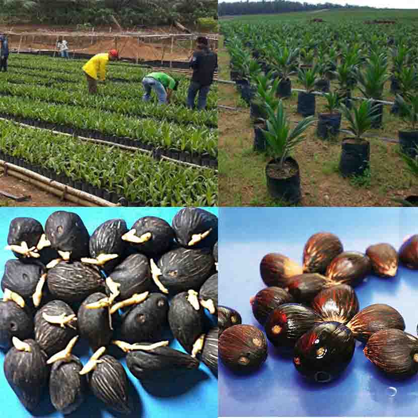 Jenis-Jenis Pembibitan Tanaman Yang Banyak Digunakan Petani Dan ...