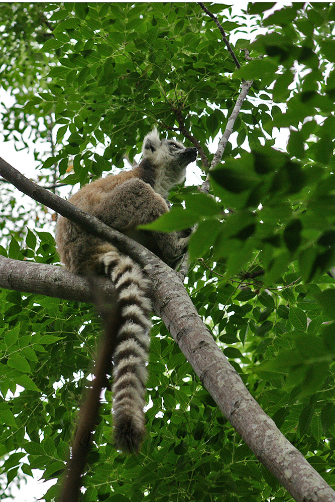 Photo Nature Lilliputienne (macrophotographies): Lemur catta, le Maki ...
