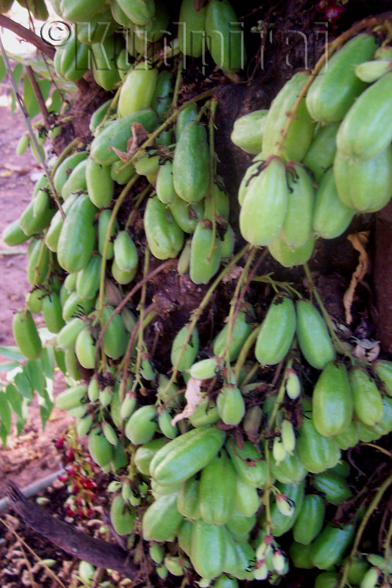 Kudpiraj's Garam Tawa: Seasonal Fruits from Private Lands