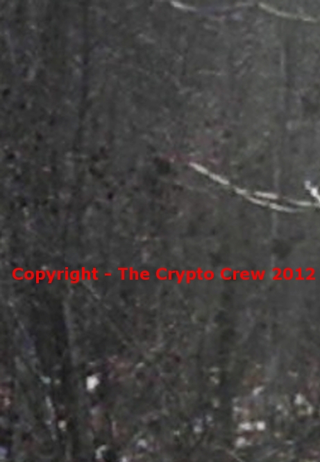 Breaking News! - Possible Bigfoot seen in New Hampshire !(Update) ~ The ...