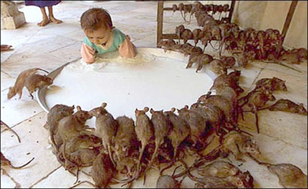 Animal Rights India: India’s Rat Temple: A True Test of Faith