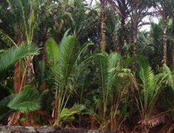Meranti Jadi Cluster Sagu Nasional ~ Bupati Kab. Kepulauan Meranti