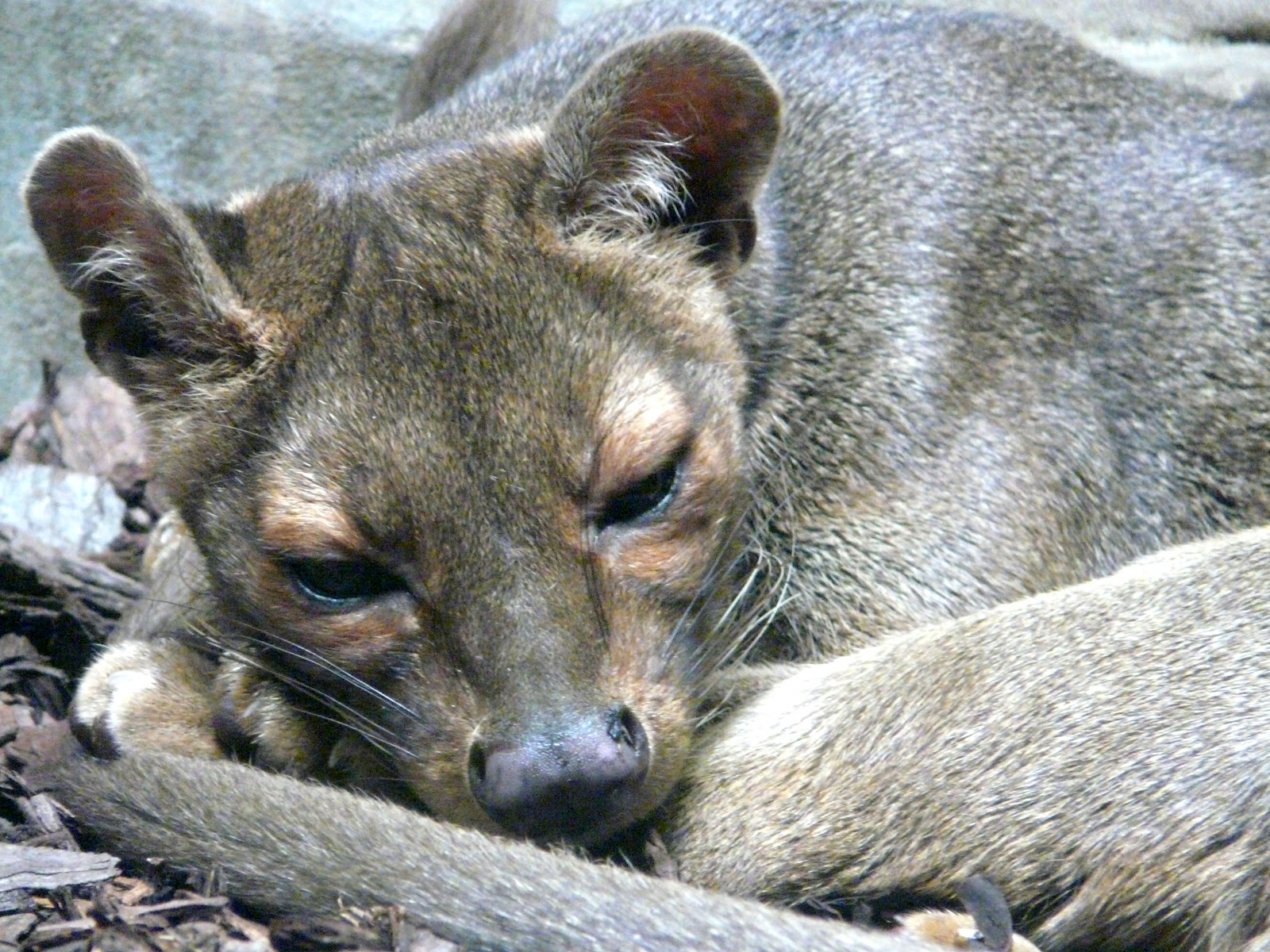 El ojo del buitre: Civeta de Madagascar (Fossa fosana)