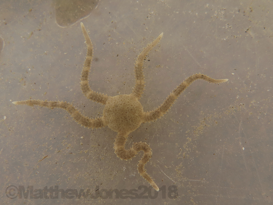 The shape and the idea: 119 — Hutton's brittle star, Ophioceres huttoni