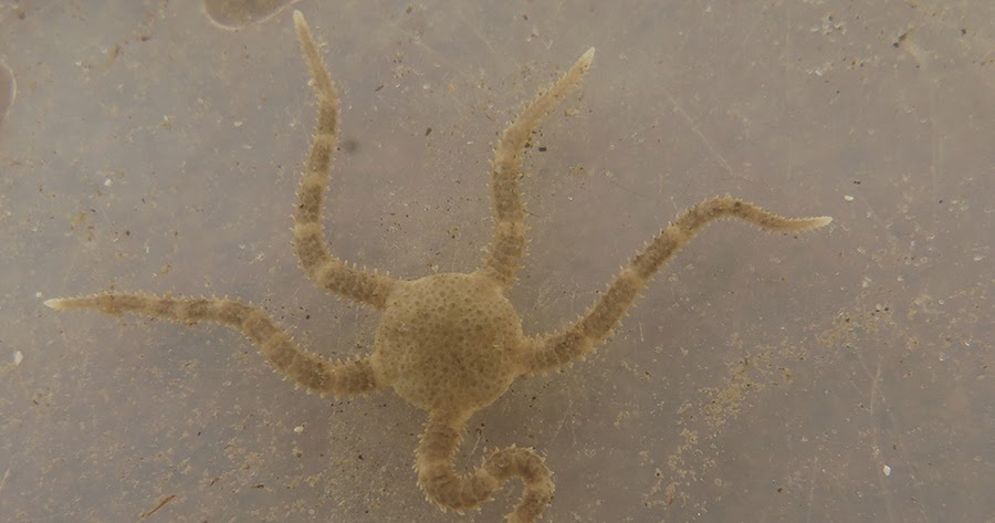 The shape and the idea: 119 — Hutton's brittle star, Ophioceres huttoni