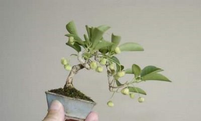 World's Smallest Tree Species | Information Hub Of Besties