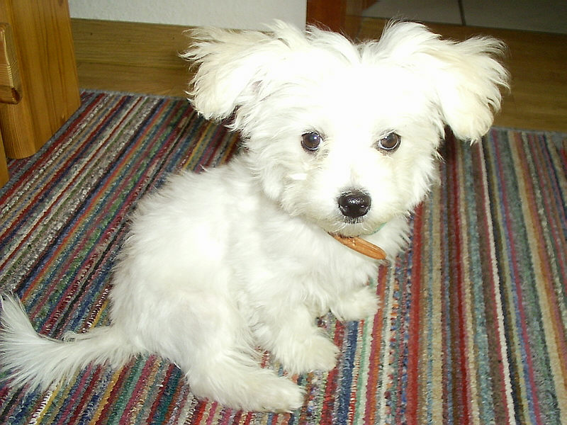 Imagenes tiernas de perritos | IMAGENES, FRASES, POEMAS, PARA FACEBOOK ...