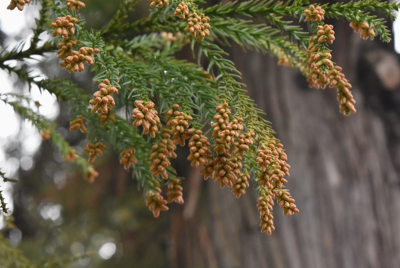 Garden trees in Japan: Japanese Cedar (Sugi)