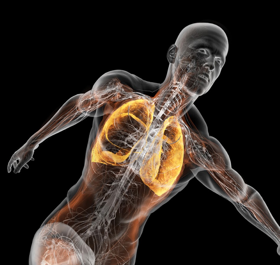 The Neurophysiology of Breathing | Modern Manual Therapy Blog - Manual ...