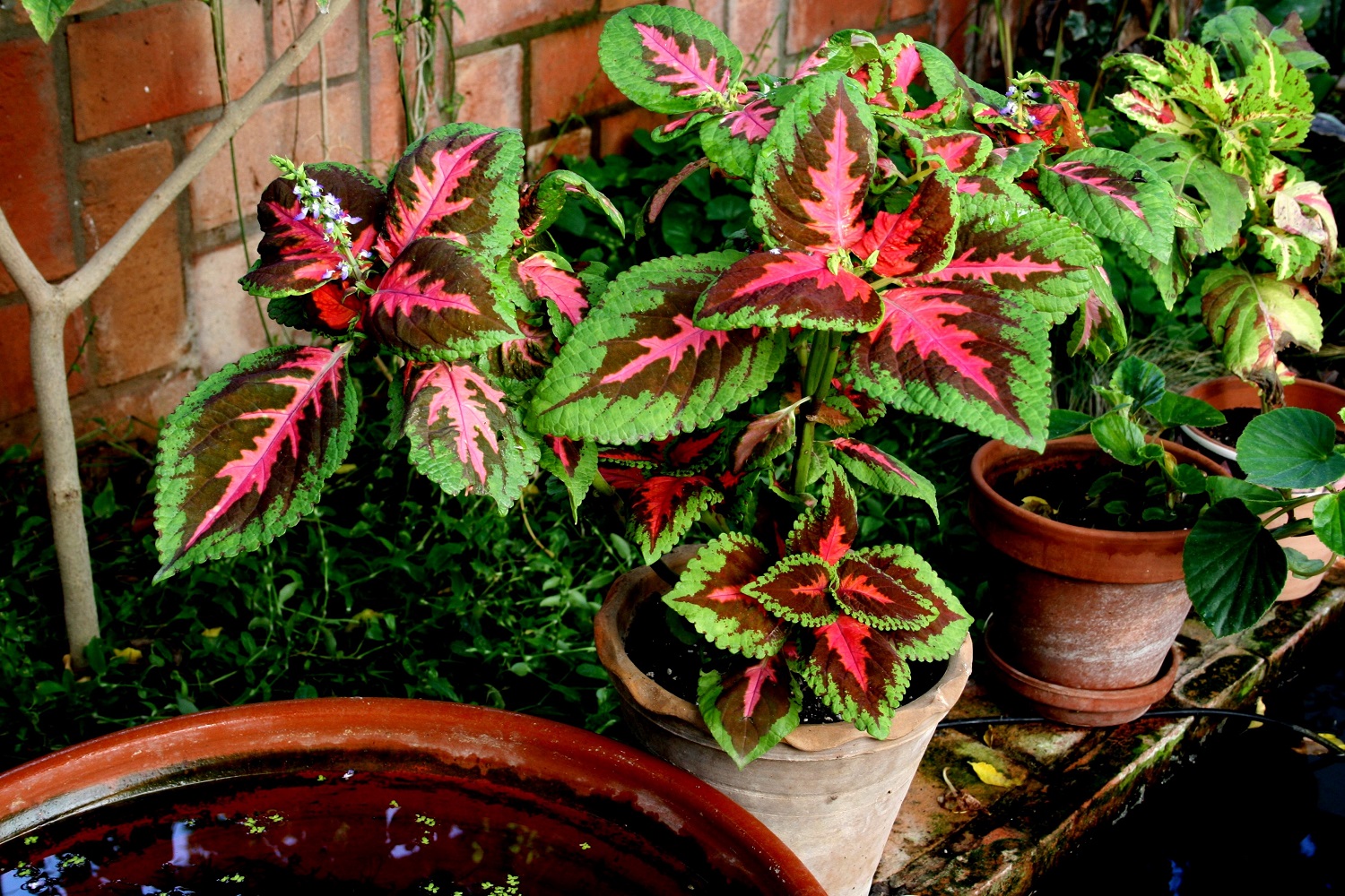 Centro Integrado de Paisajismo y Agroecología, S.Coop.And. (CENINPA ...