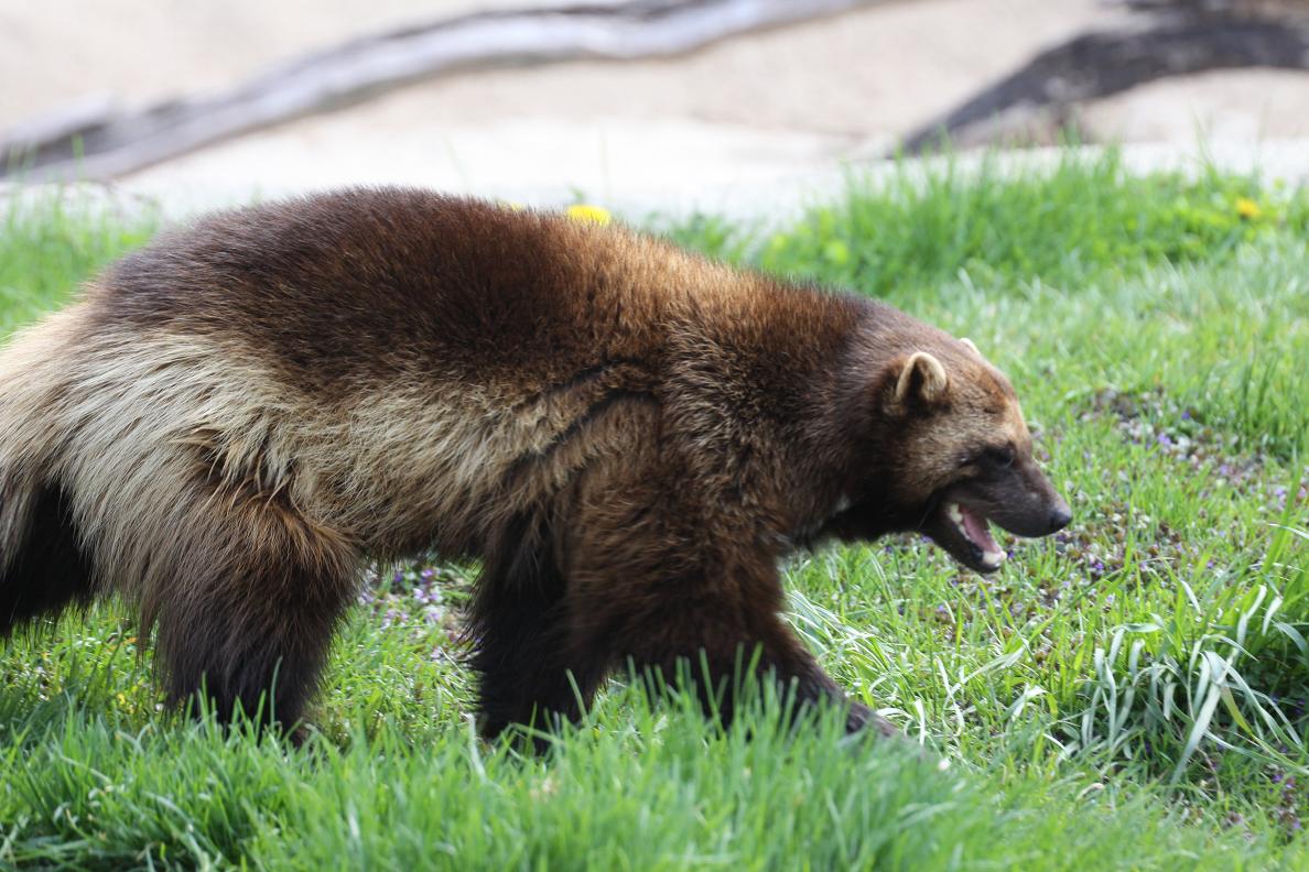 Michigan Exposures: And the Wolverines.....