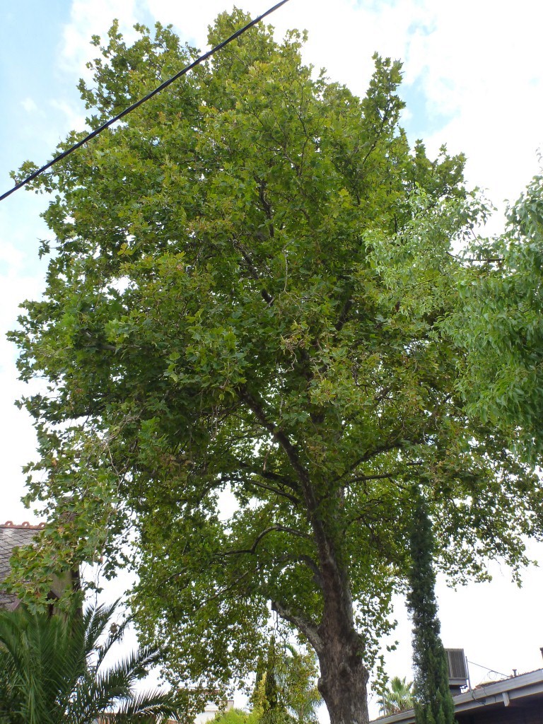 Wimmera...way back when: Historic trees