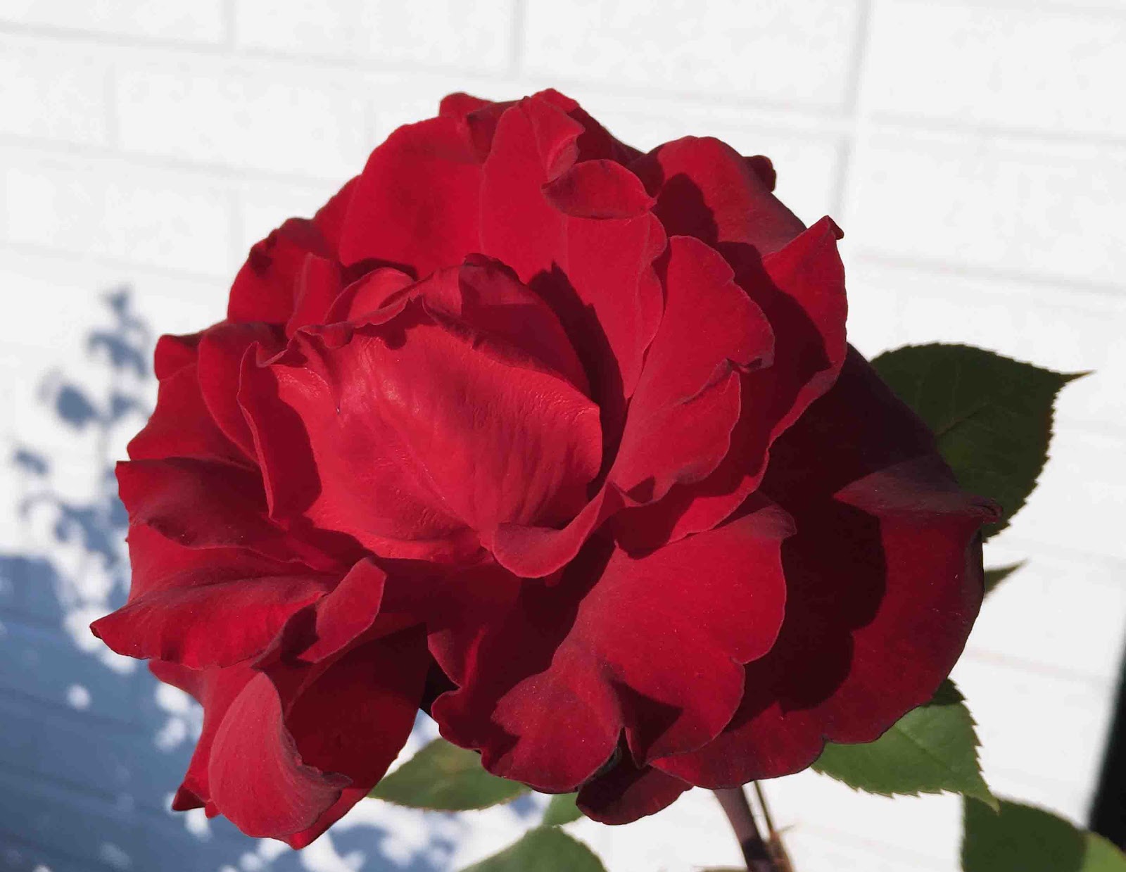 Cat Patches: A Few of My Favorite Things