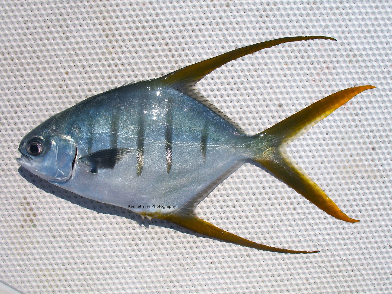 MuskieBait Adventures: 2017