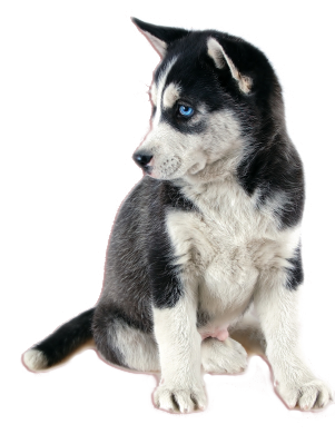 Todo PNG: Perritos PNG