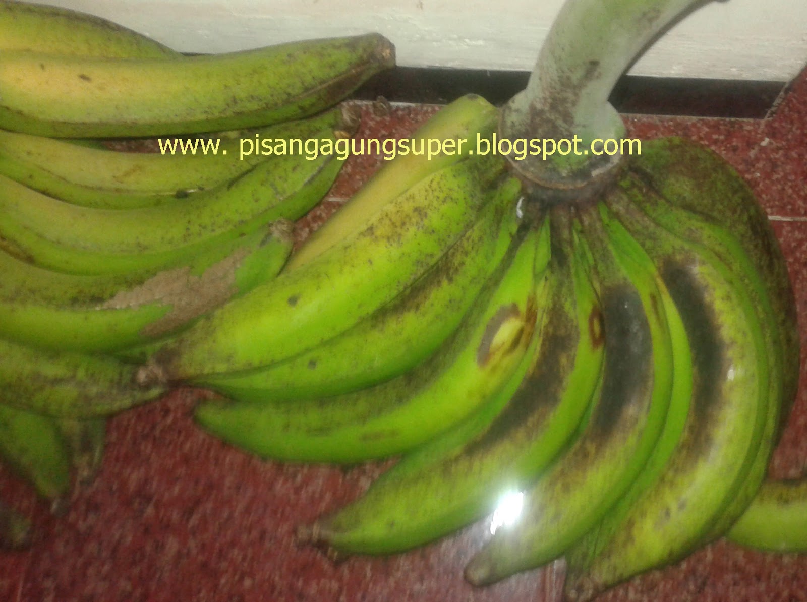 PISANG AGUNG Senduro