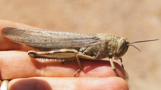 Comer insetos é mais saudável e ecológico do que comer carne - Altinhoshow