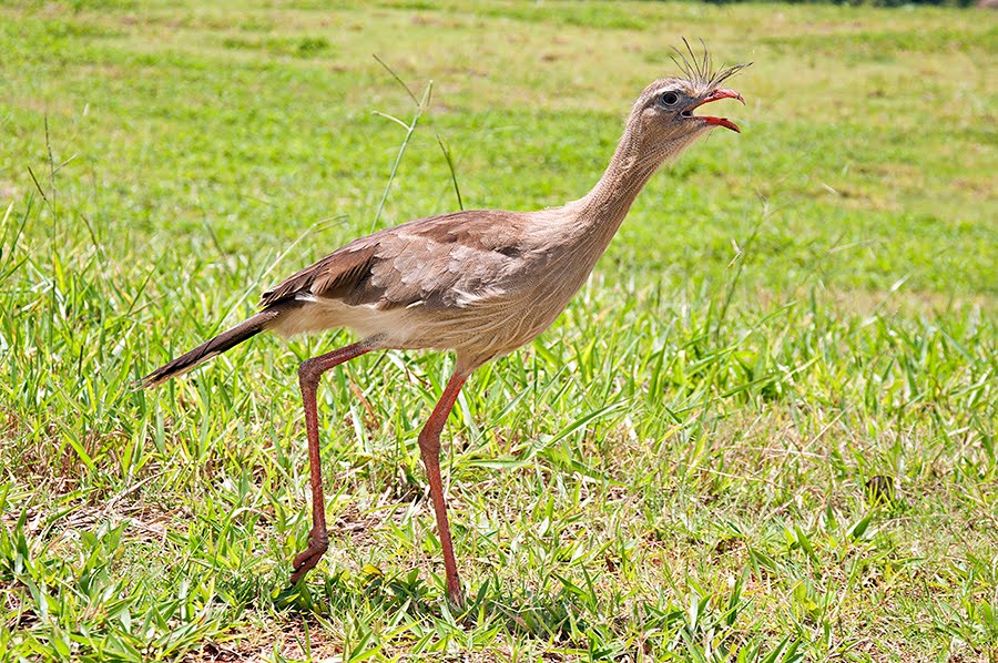 foto photo Фото 写真 снимка 照片 fotoğraf hình ảnh: SIRIEMA e/ou SERIEMA