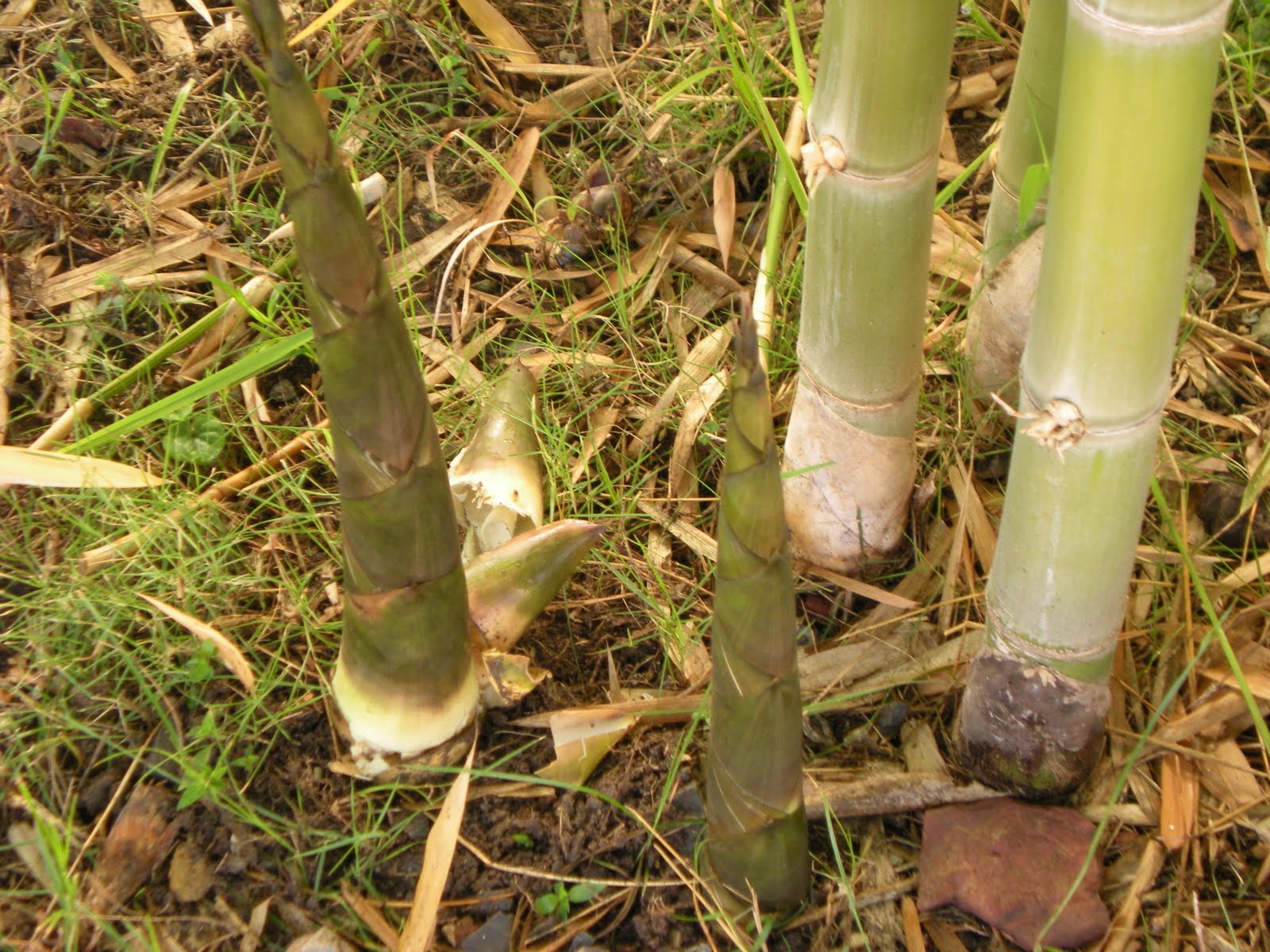 CHEQ FAREEZA ::: :: MELENTUR BULUH BIAR DARI REBUNG