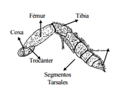 Adaptaciones Morfológicas de los Invertebrados: Modificación de las patas