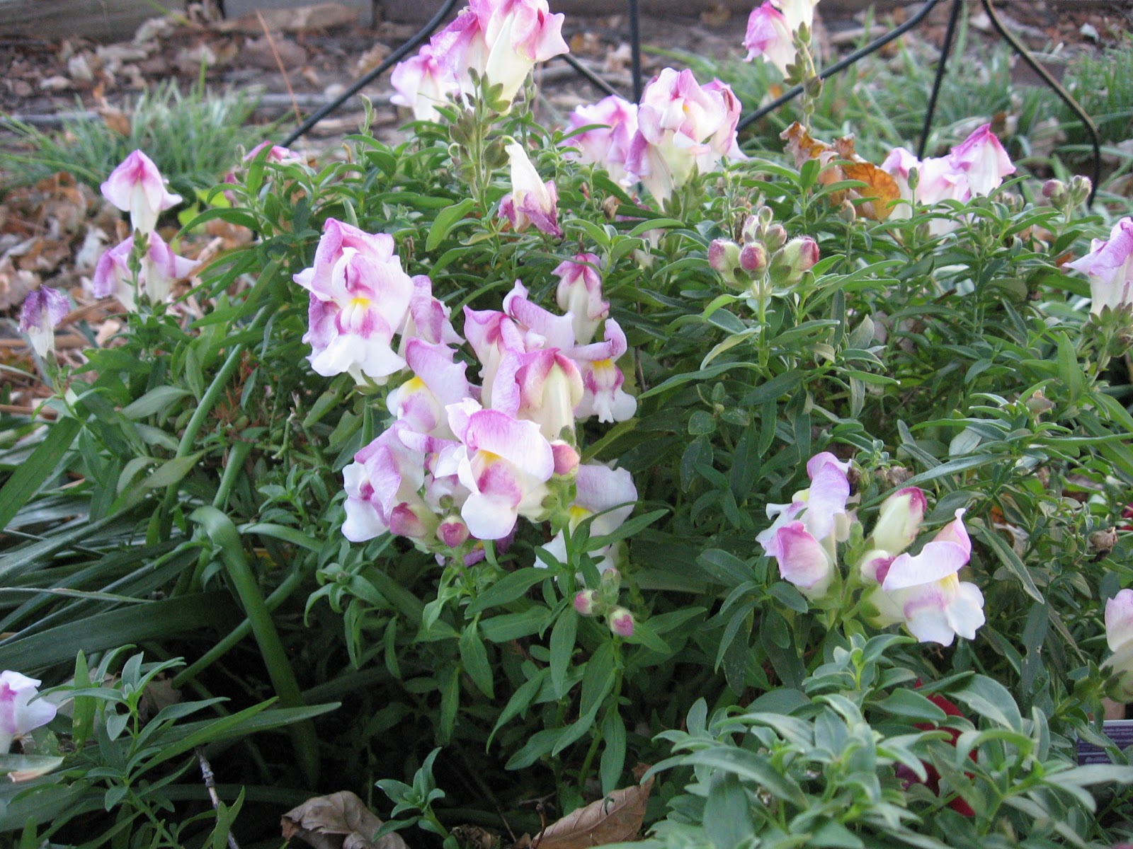Kansas Gardener: Favorite Flowers: Snapdragons