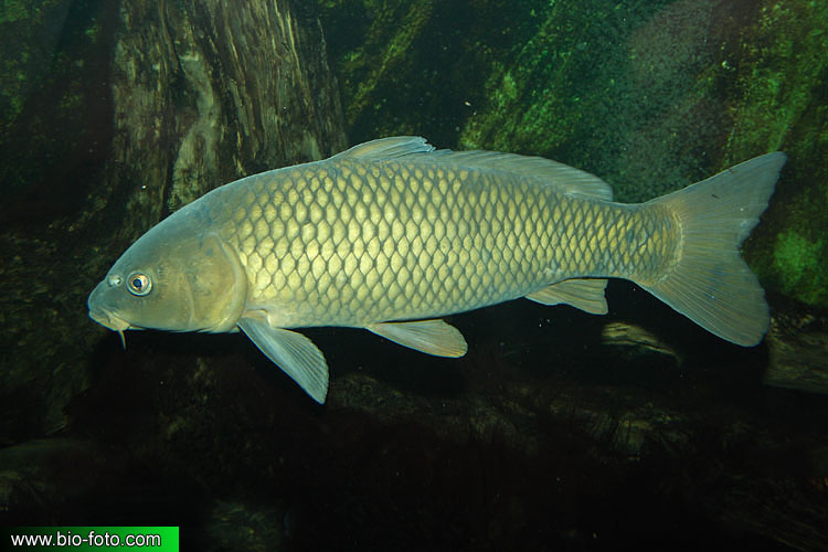 Cyprinus carpio - Rata pethiya | FRESHWATER FISHES OF SRI LANKA