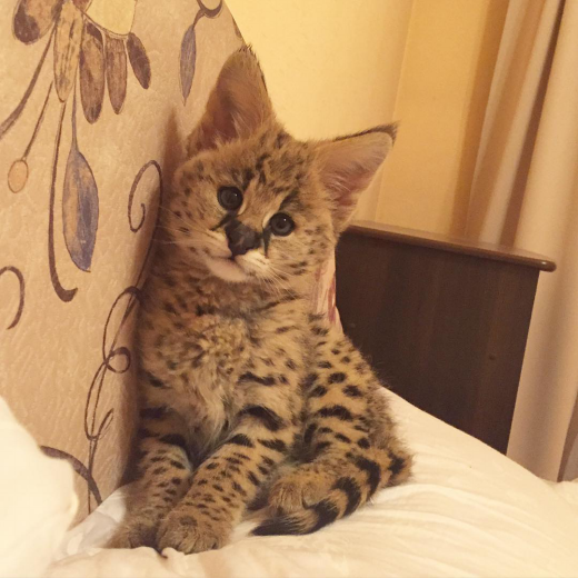 Ashera cat pictures - Dog and Cat 101