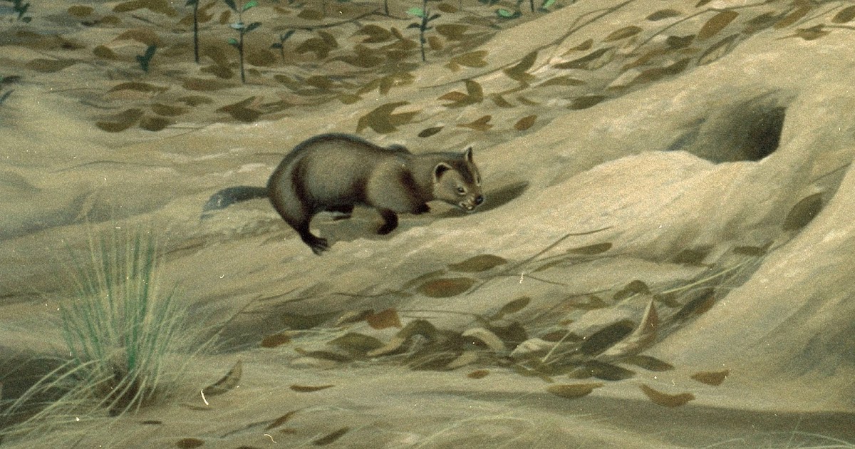 Extinct Animal of the Week: Holiday Over