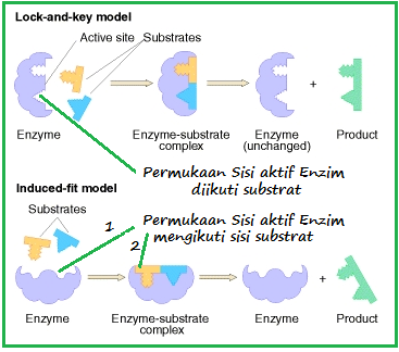 DUNIA ILMU SAINS: ENZIM