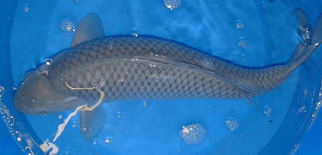 Ikan Hias ku: JENIS-JENIS IKAN KOI