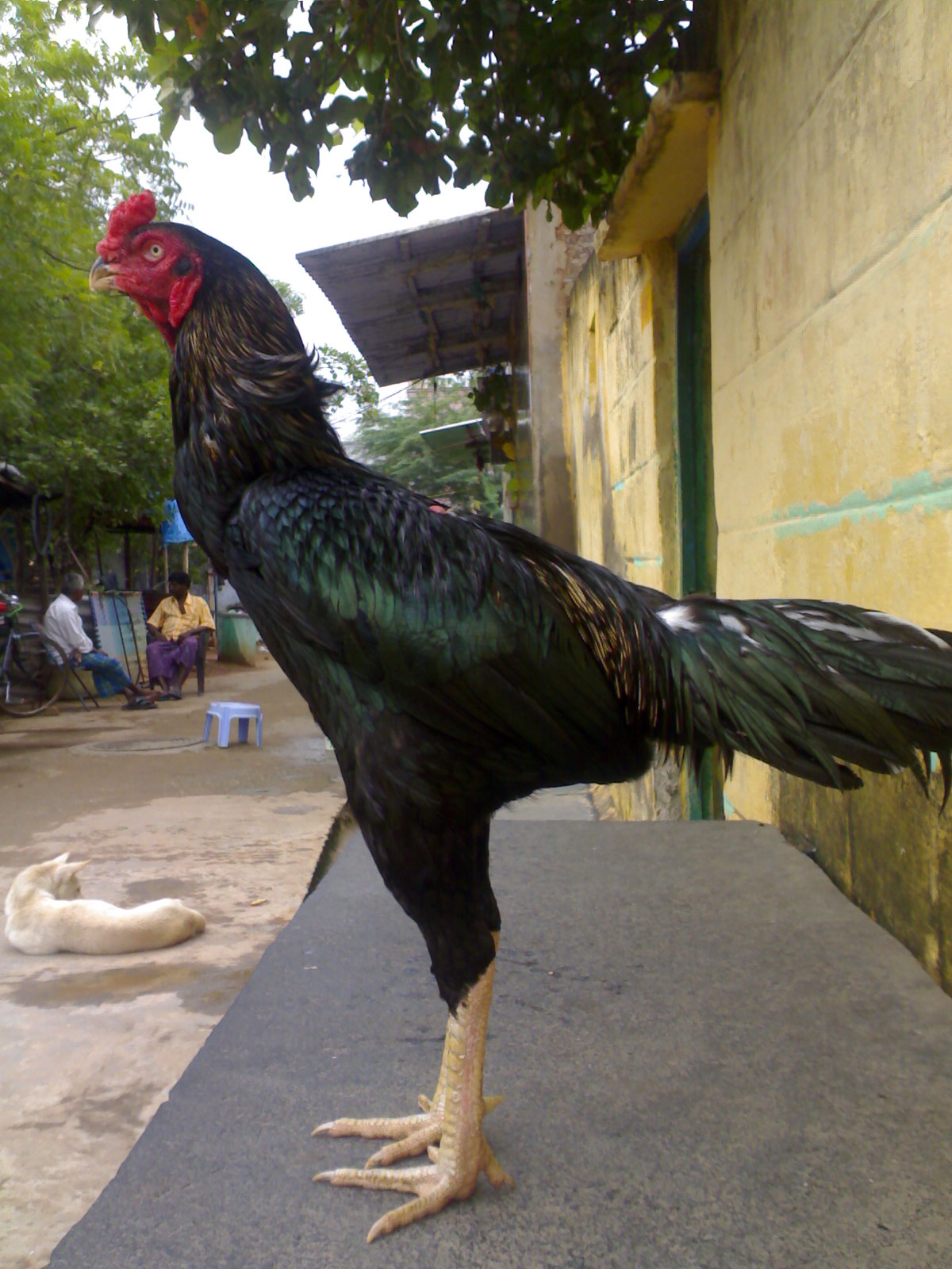 Fighting Rooster: Kagar Java