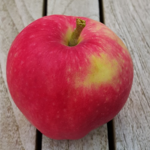 Peters tuinadvies: Oude fruitrassen