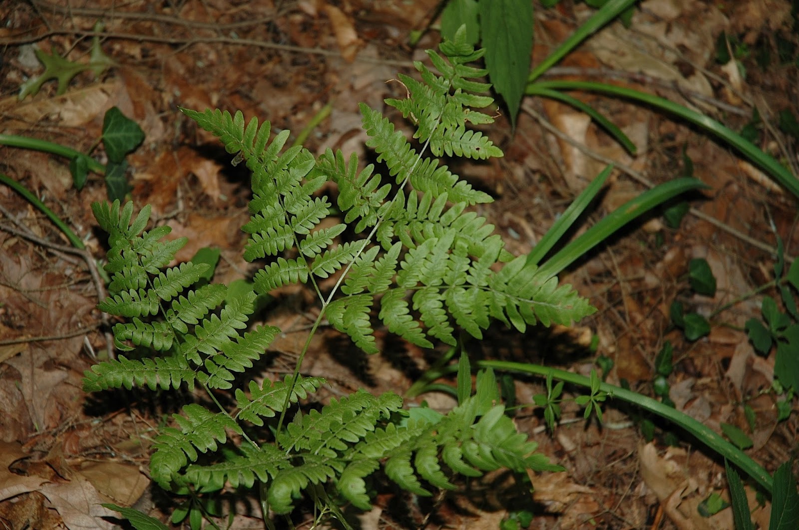 Field Biology in Southeastern Ohio: A Few More Ferns