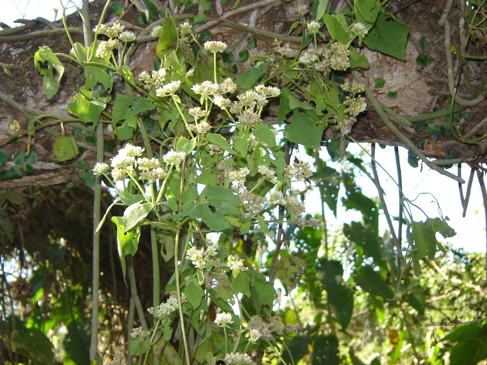 v e r d e c h a c o: Guaco