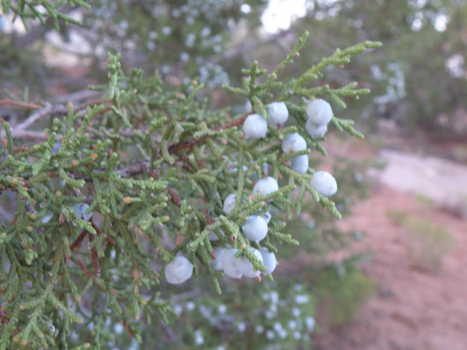 Juniper Berries and Solitude: The Juniper