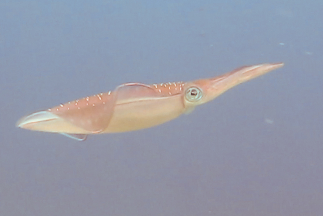 Scuba Tech Diving Centre, Cyprus: SQUID Pro Quo