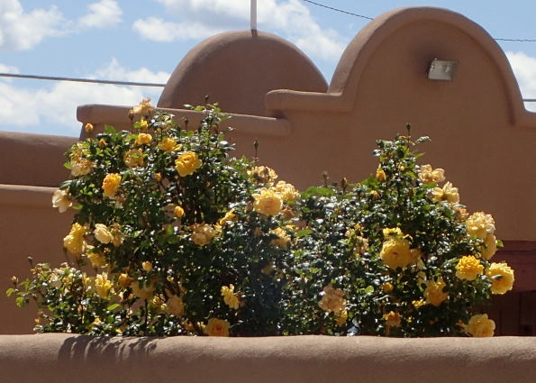 Nature Abhors a Garden: Church Roses