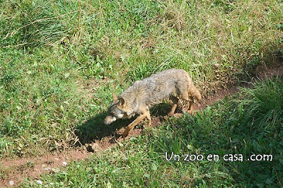 El Herrerillo: Lobo ibérico (Canis lupus lupus)