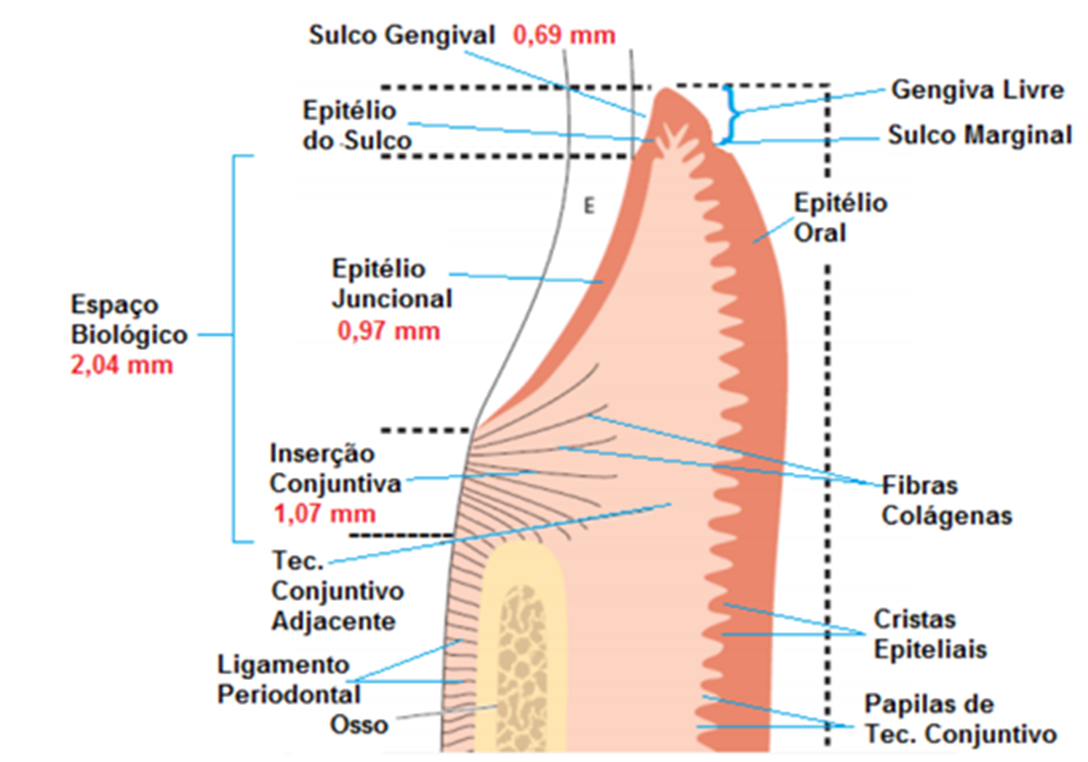 Aula de Periodontia - Anatomia, Histologia e Fisiologia do Periodonto ...