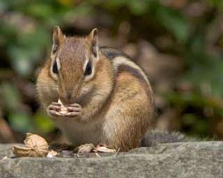 Chipmunks | Animal Literature