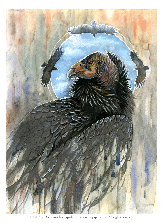 April Schumacher Illustration: California Condor: Finished