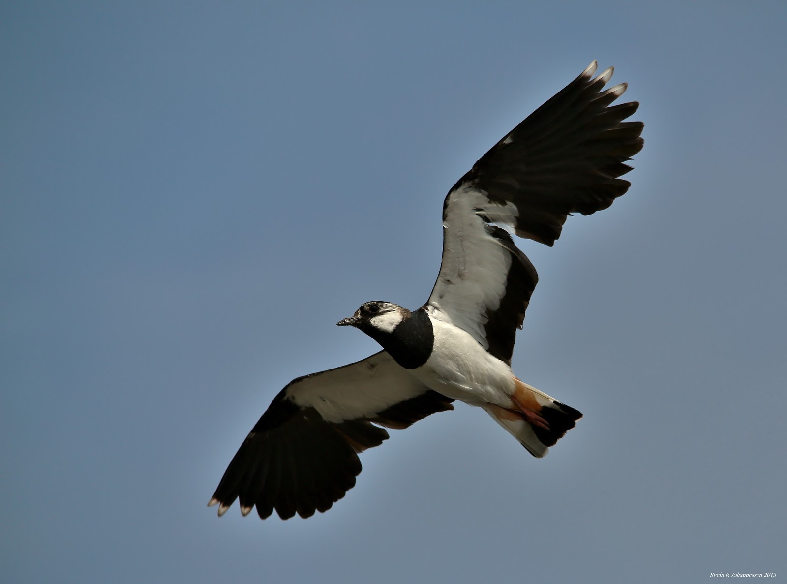 Nature photographer Svein R Johannessen : Våre vadefugler