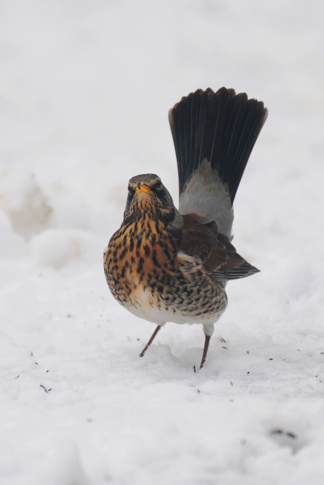 Bill's Birding: Don't Mess With a Fieldfare