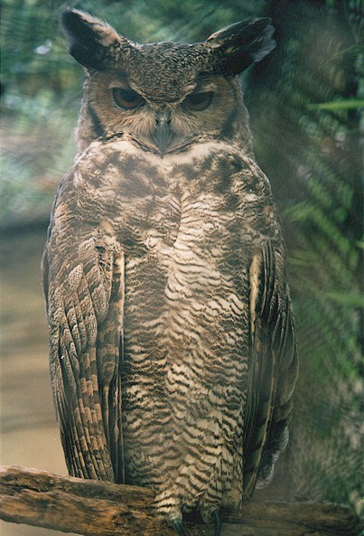 solitary dog sculptor: 08/06/12