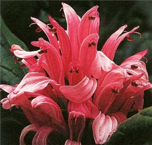 Best Flower's Care: JACOBINIA