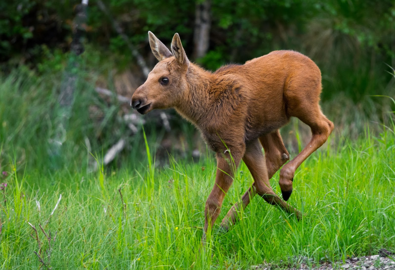 wild life trip: elan d'europe